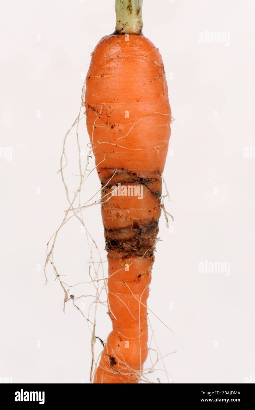 Carrot damage hi-res stock photography and images - Alamy