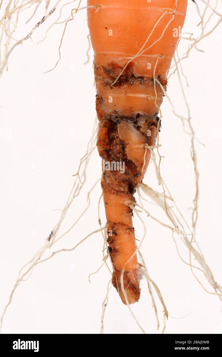 Carrot root fly (Chamaepsila rosae) larval damage to mature carrot tap ...