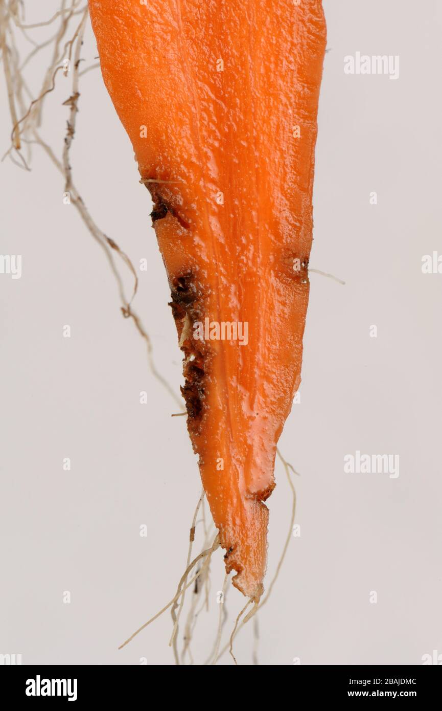 Carrot root fly (Chamaepsila rosae) larval damage to mature carrot tap ...