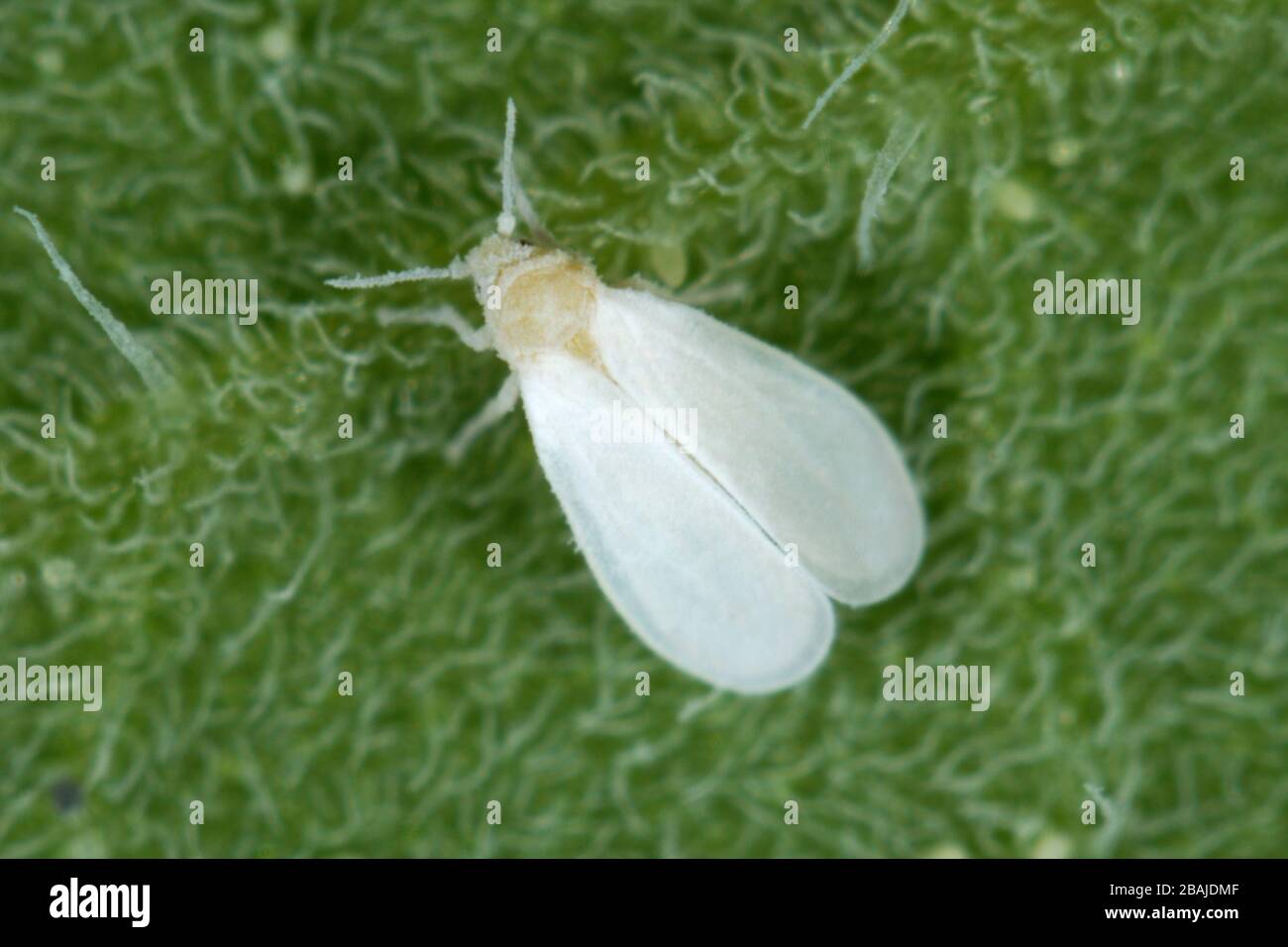 Greenhouse or glasshouse whitefly (Trialeurodes vaporariorum) adult on ...