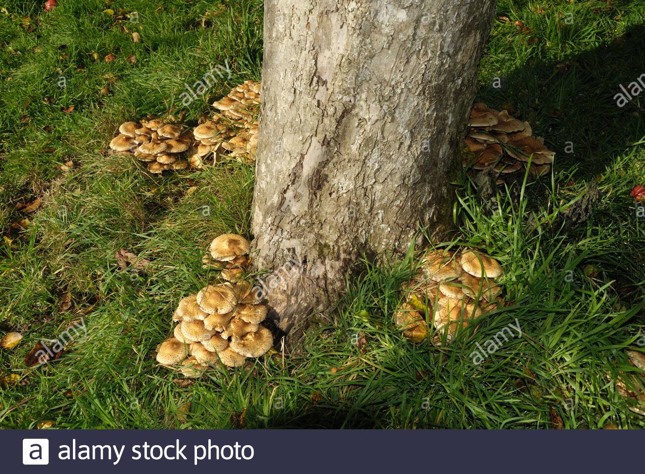 Apple Tree Disease Stock Photos & Apple Tree Disease Stock Images - Alamy