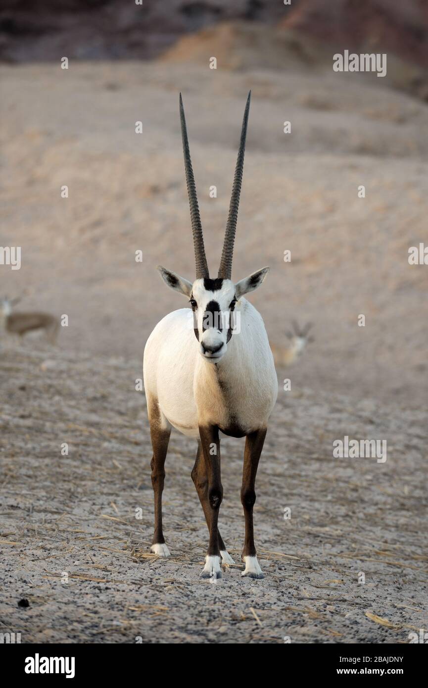 Arabian oryx (Oryx leucoryx) on Sir Bani Yas Island Wildlife Reserve ...