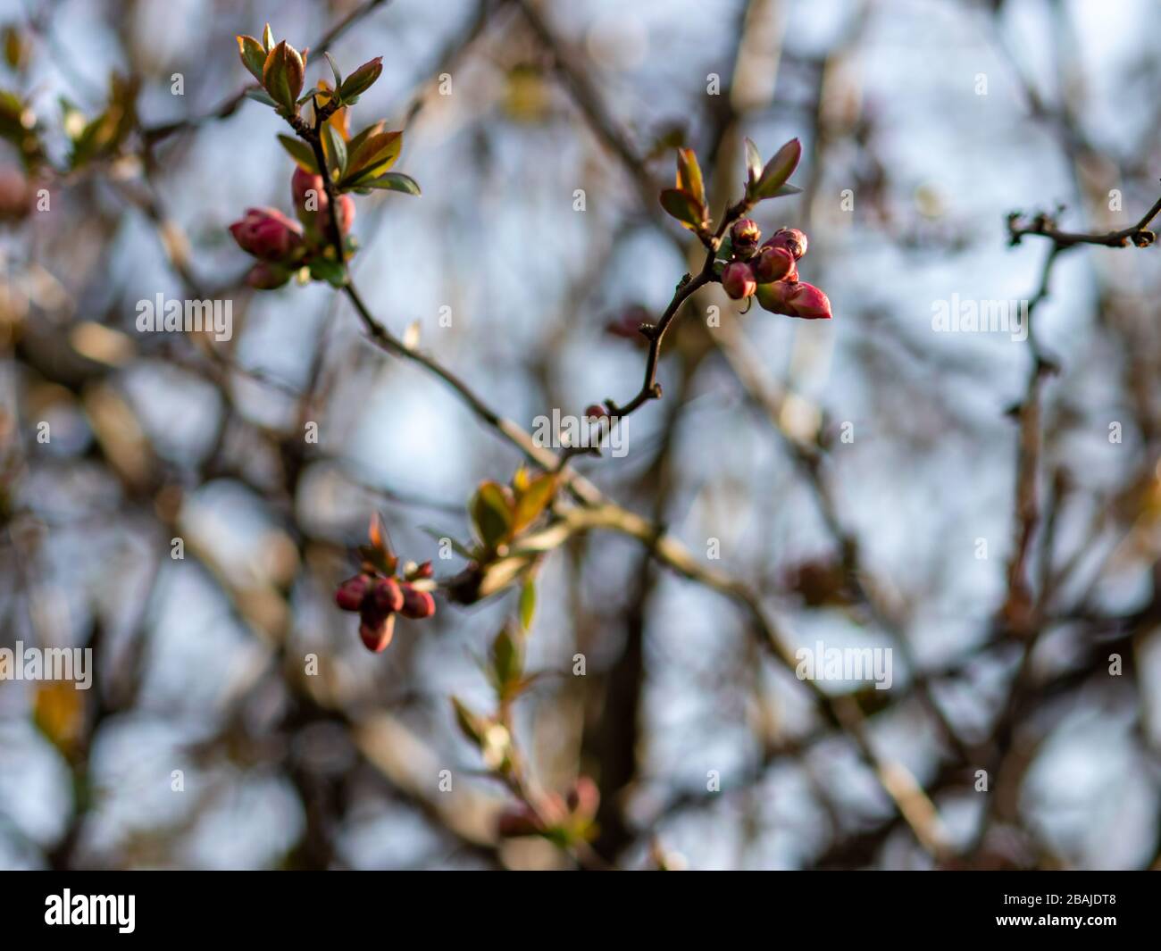 Quince bush hi-res stock photography and images - Alamy