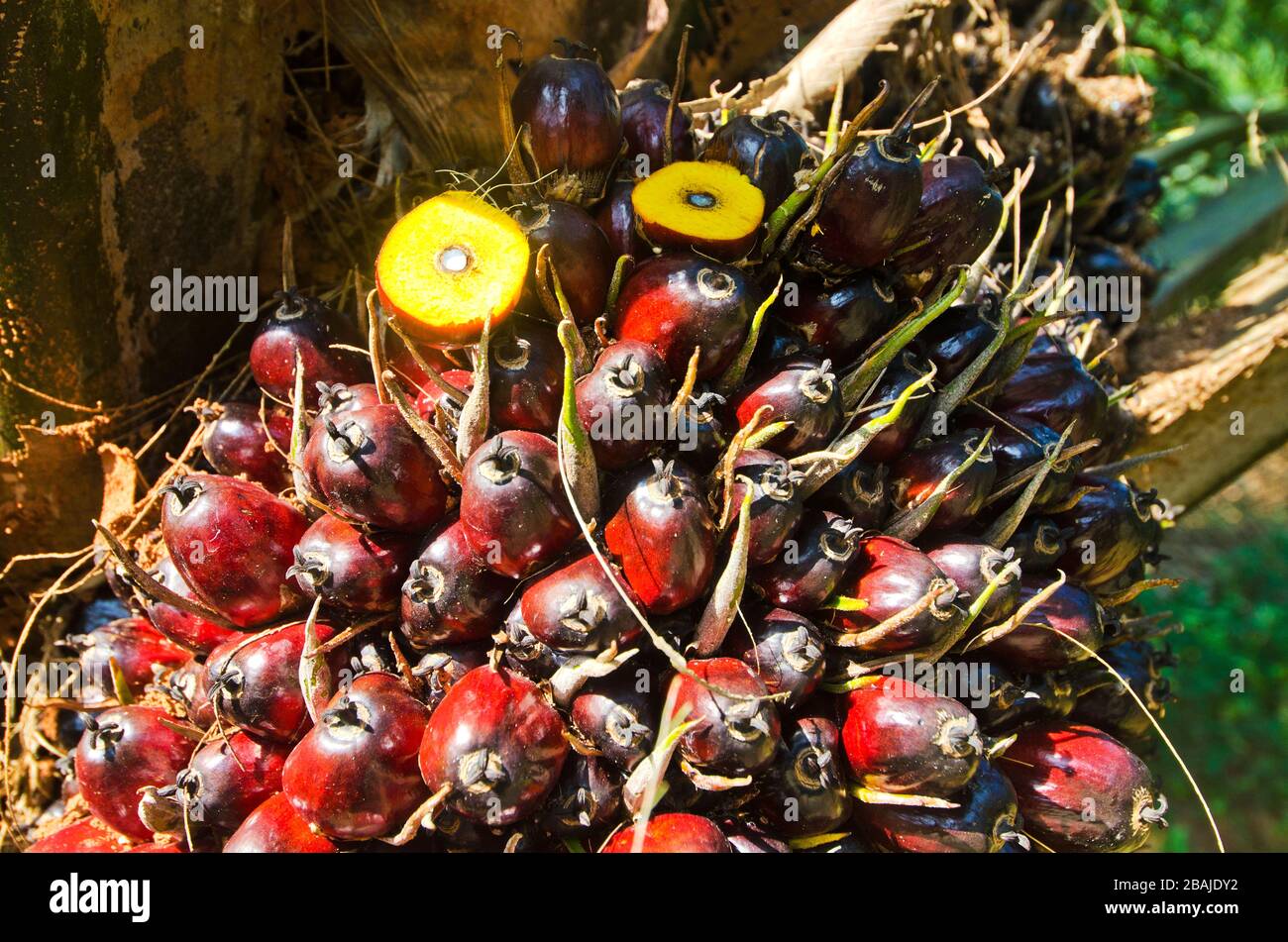 Close up of palm oil fruit on palm trees in Southern Thailand Stock ...
