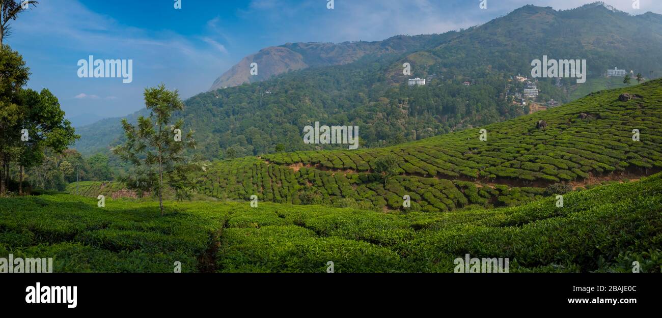 Panoramic view of mountains and tea plantations. Taken during a sunny ...