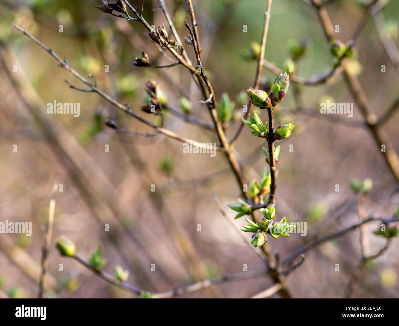 Natural quince tree hi-res stock photography and images - Alamy
