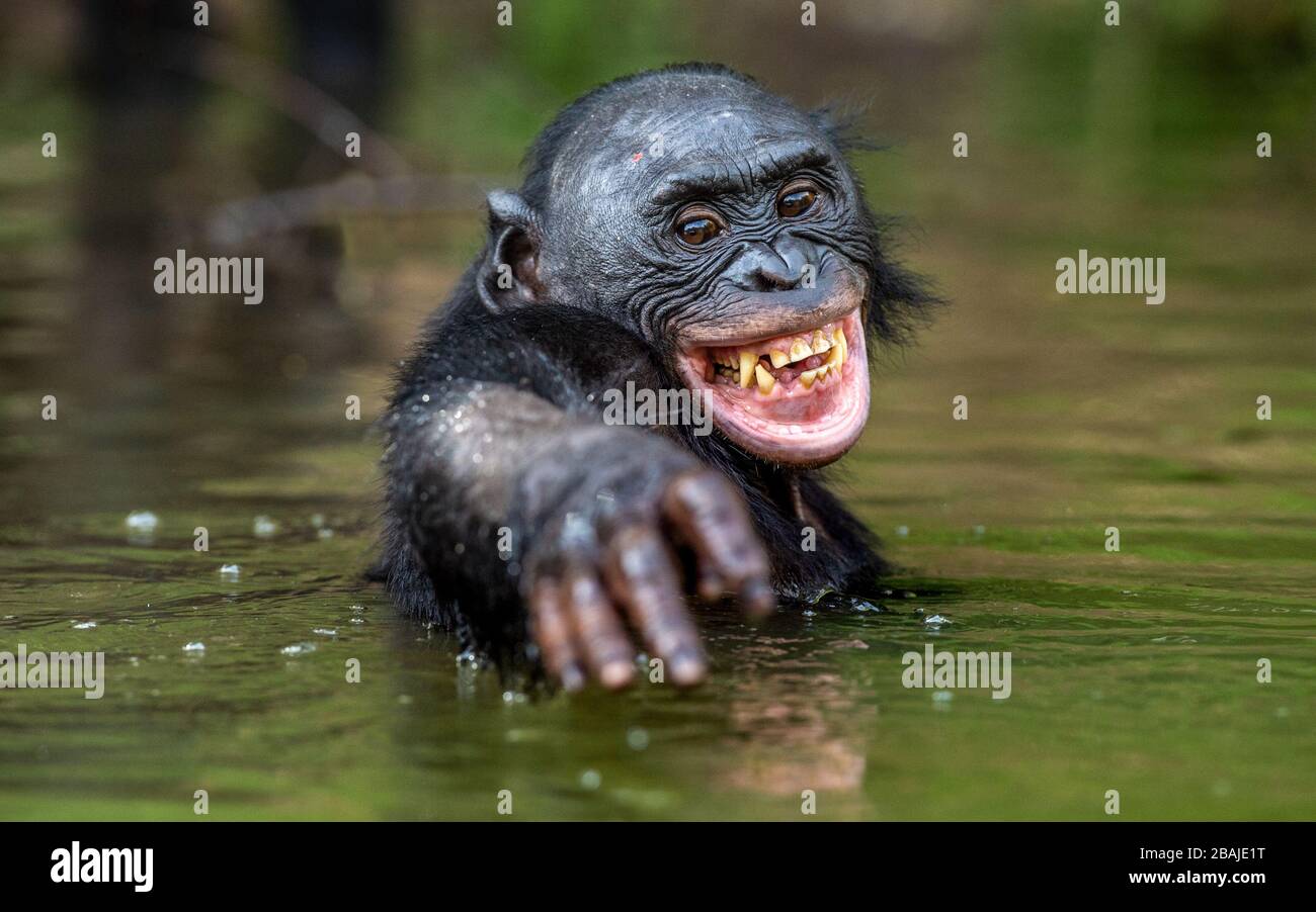 Smiling Bonobo in the water. Natural habitat. The Bonobo ( Pan paniscus ...