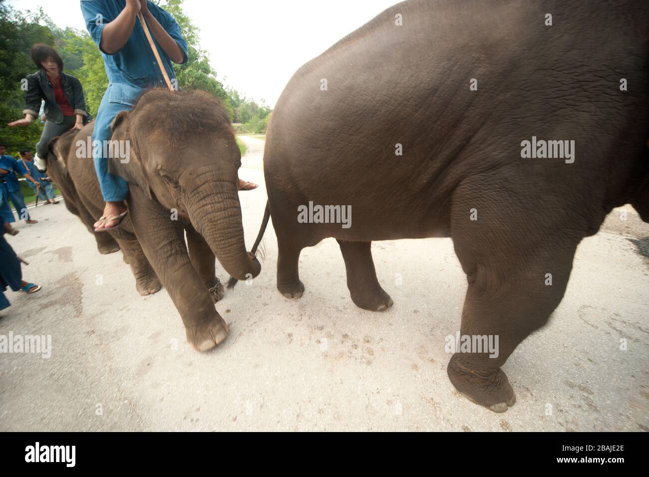 Thai elephants use a turkey to hang on the tail of the front elephant ...