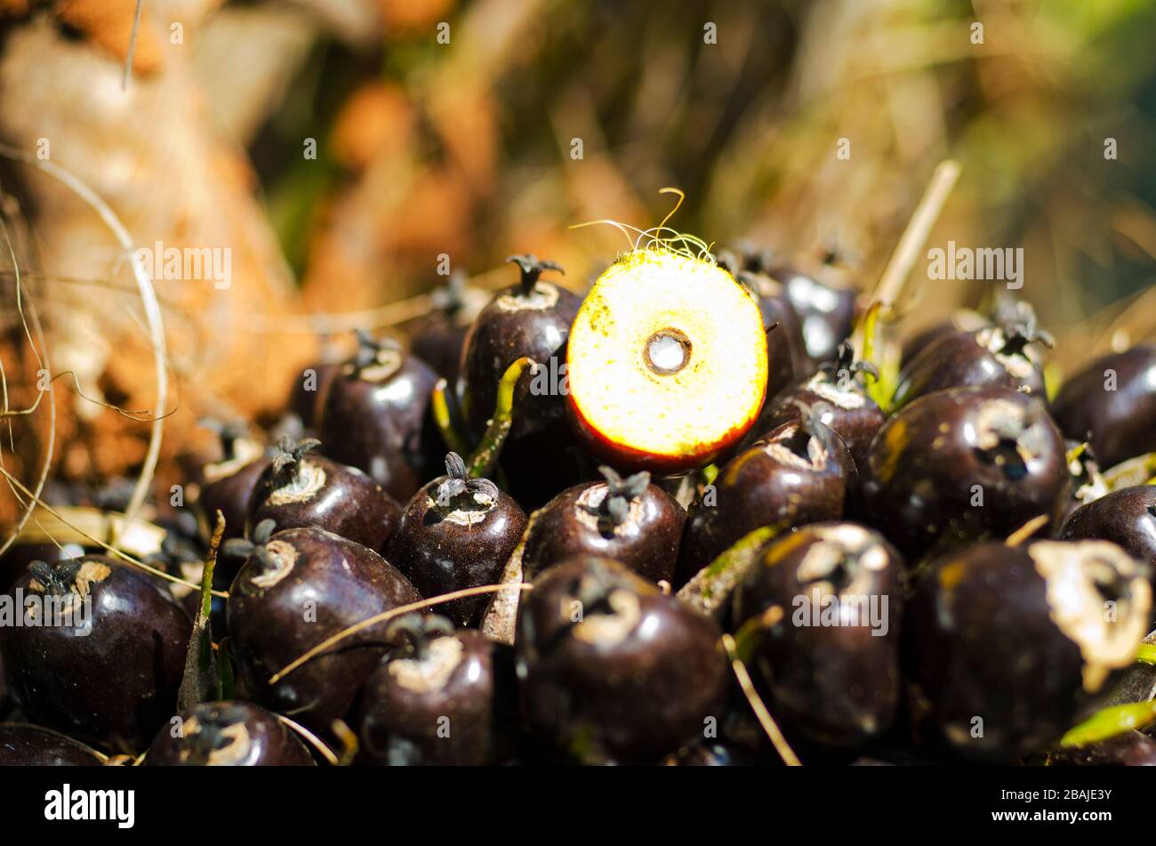 Palm oil fruit harvesting hi-res stock photography and images - Alamy