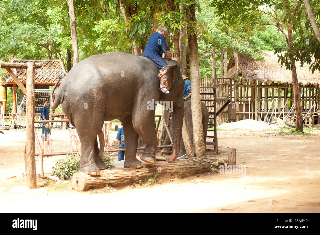 Elephant Thailand Logging High Resolution Stock Photography and Images ...