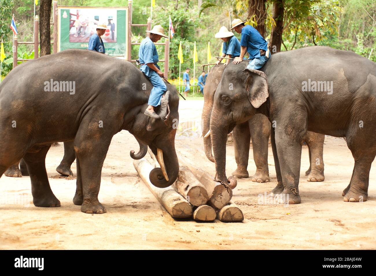 Thai elephant show Logging work at Lamphang Province in Northern of ...