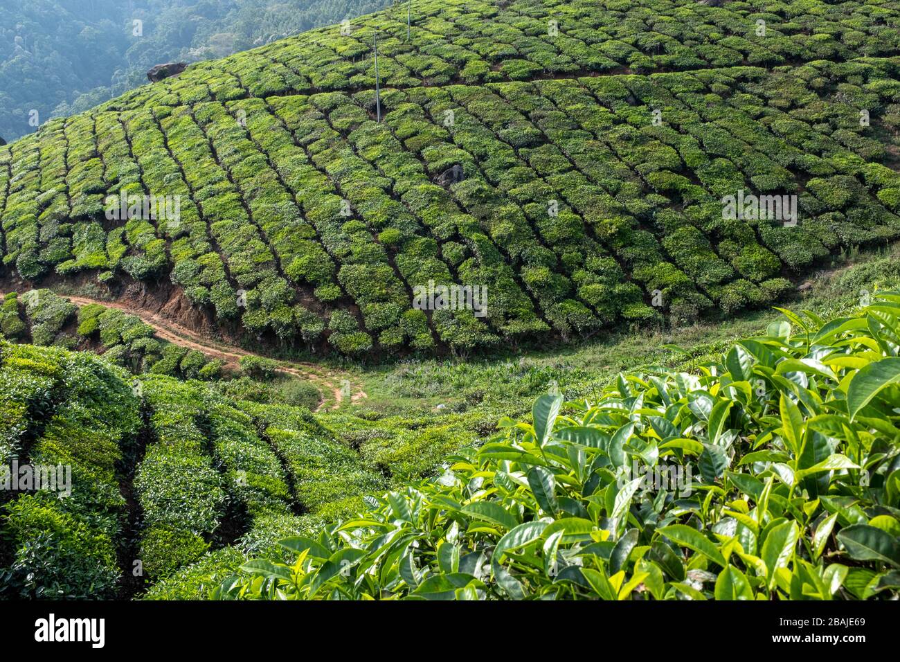 Green scenery kerala hi-res stock photography and images - Alamy