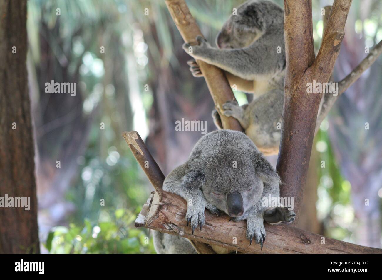 Koala feet australia hi-res stock photography and images - Alamy