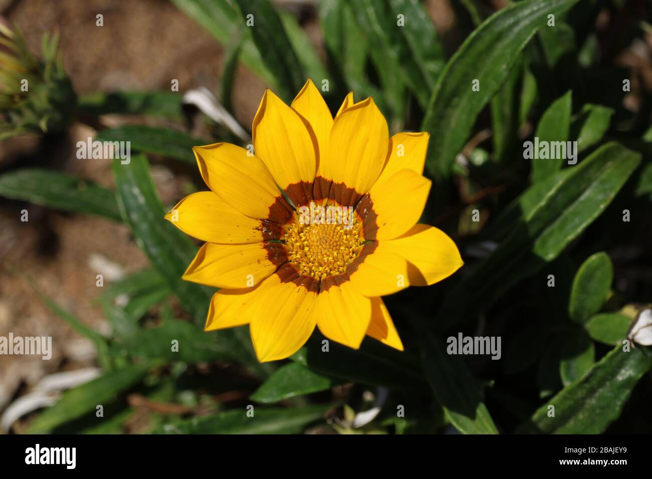 Blooming bold hi-res stock photography and images - Alamy