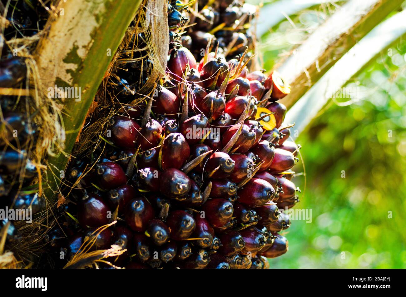 Oil palm tree harvesting hi-res stock photography and images - Alamy