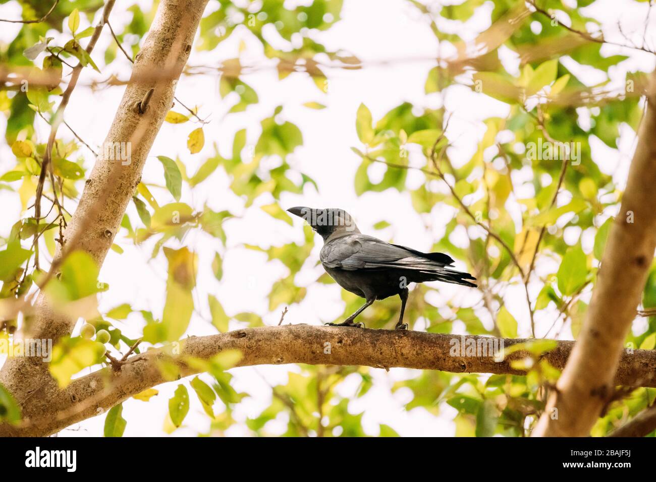 Goa, India. House Crow Sitting On Branch Of Tree Stock Photo - Alamy