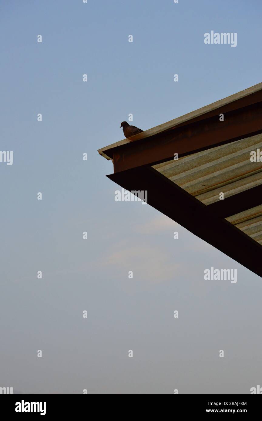 Little bird on the roof edge Stock Photo - Alamy