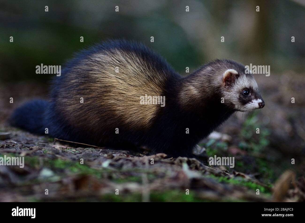 Polecat hunting along hedgerow. Dorset, UK Stock Photo - Alamy