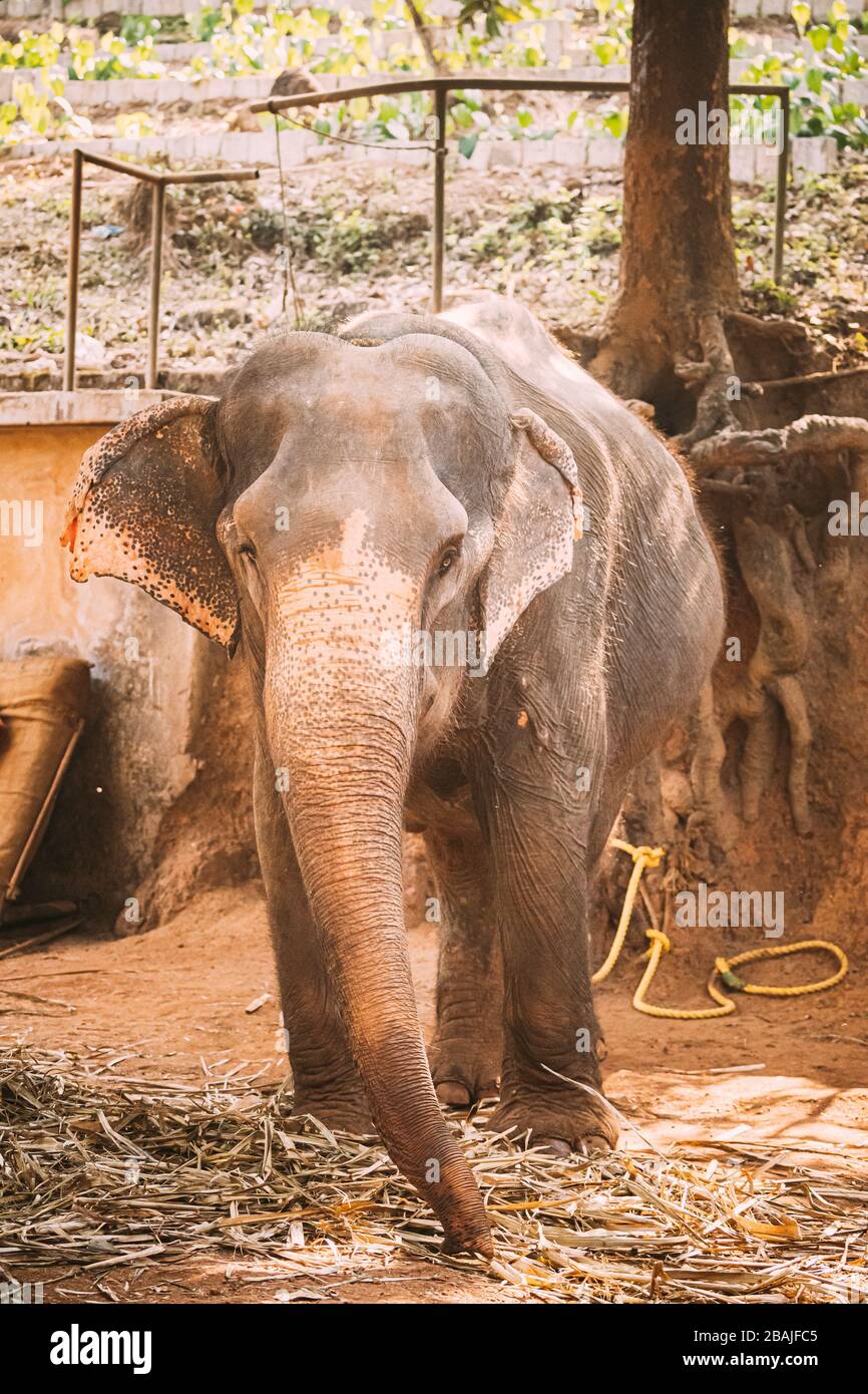 Elephant india farm hi-res stock photography and images - Alamy