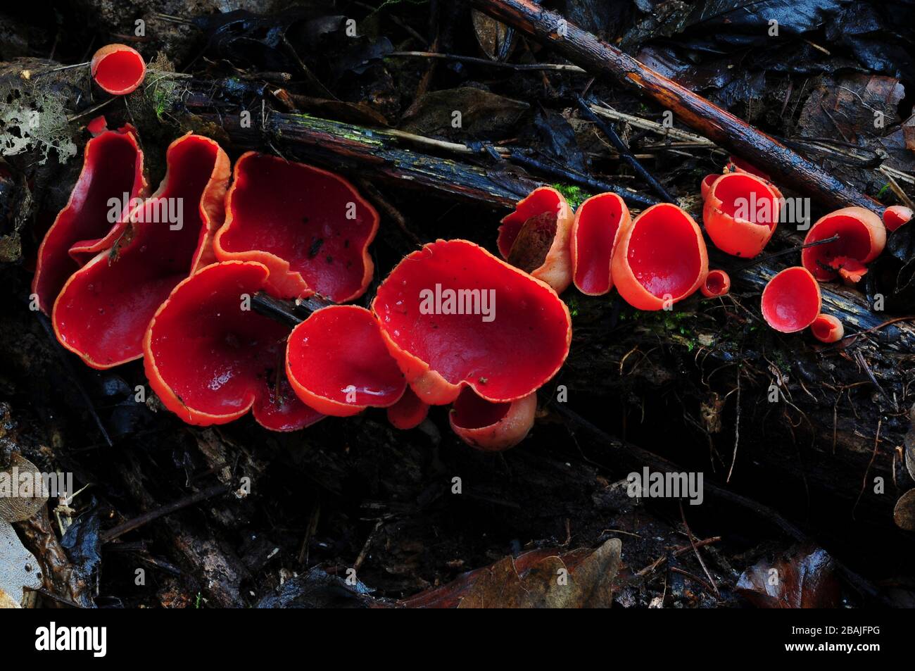 Elf cup fungus uk hi-res stock photography and images - Alamy