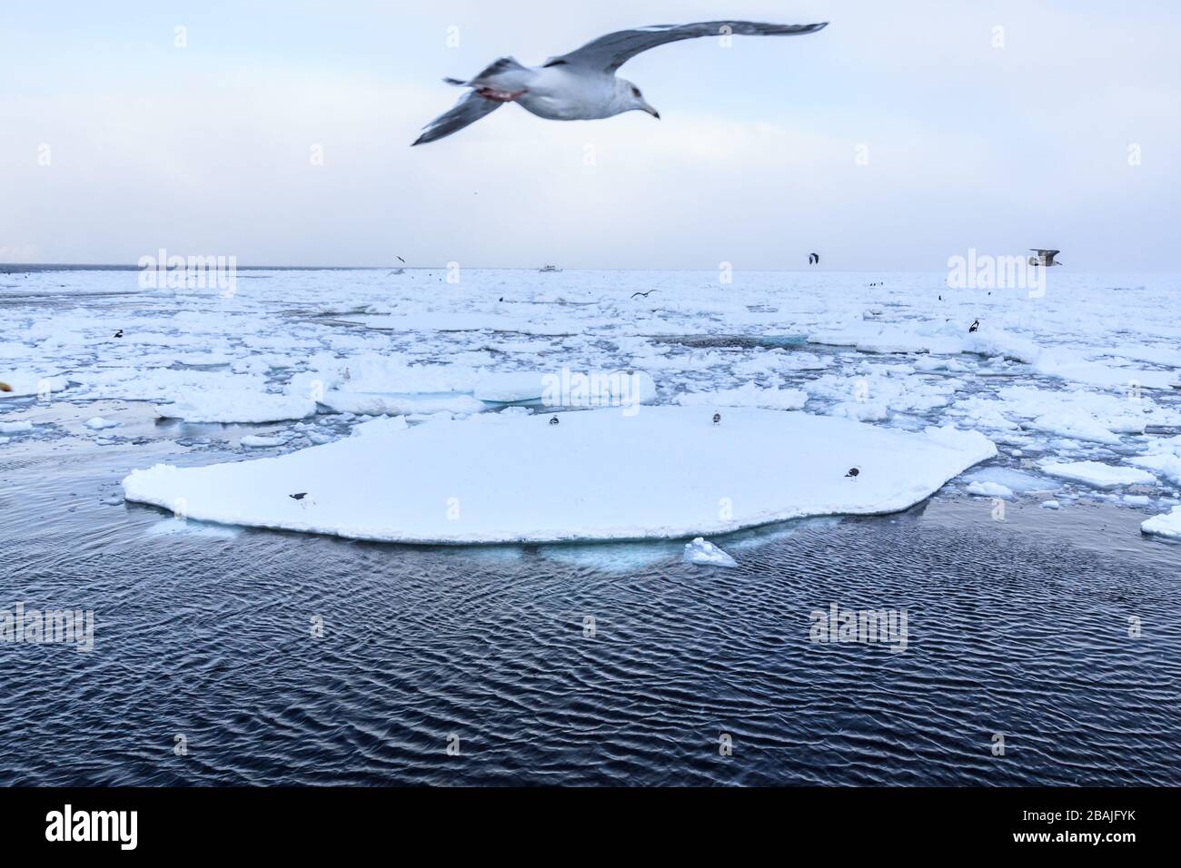 Seagulls flying through a giant floating ice in North Japan Stock Photo ...