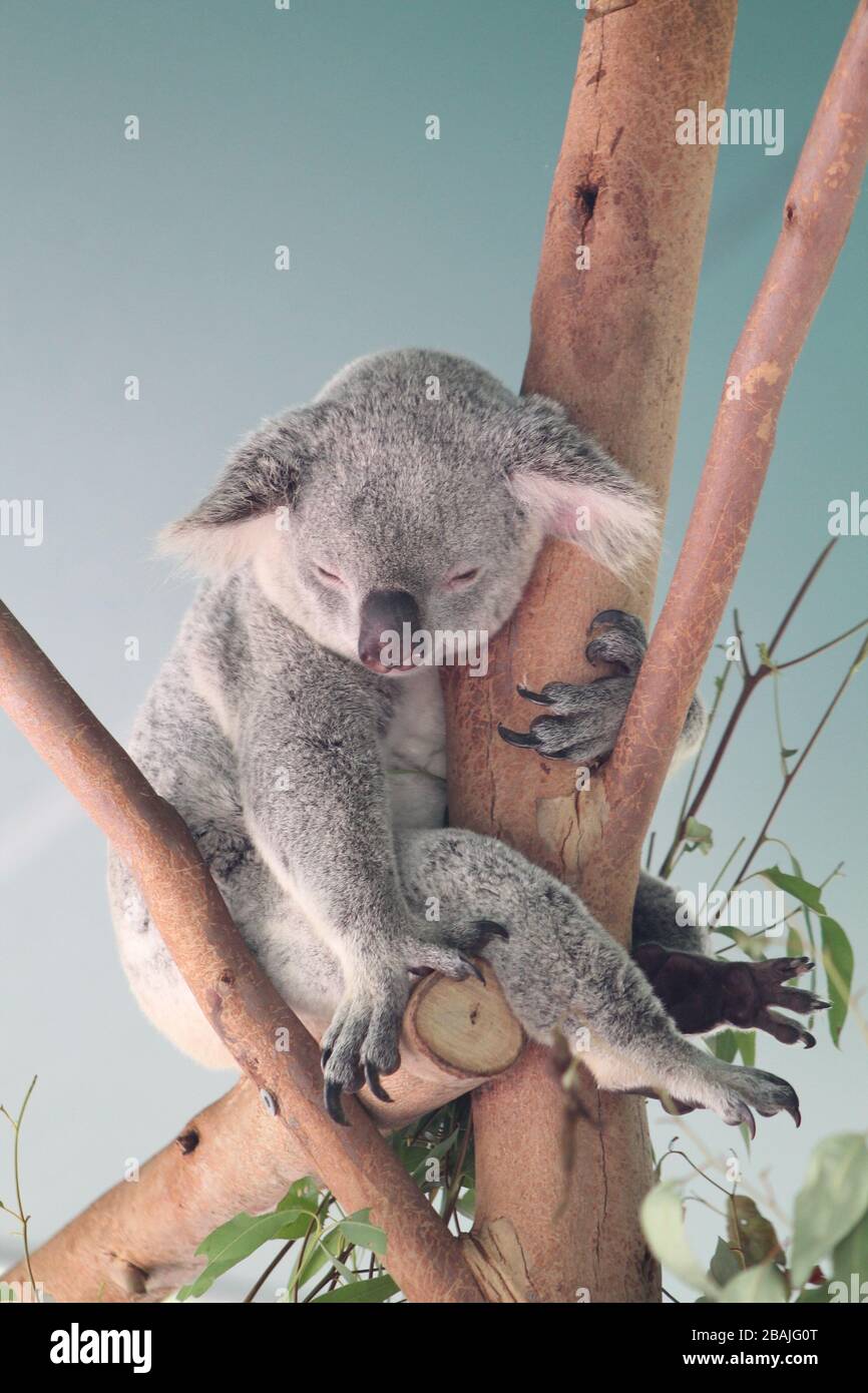 Koala feet australia hi-res stock photography and images - Alamy
