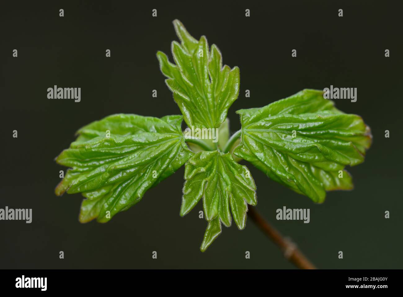 Opening maple leaf hi-res stock photography and images - Alamy