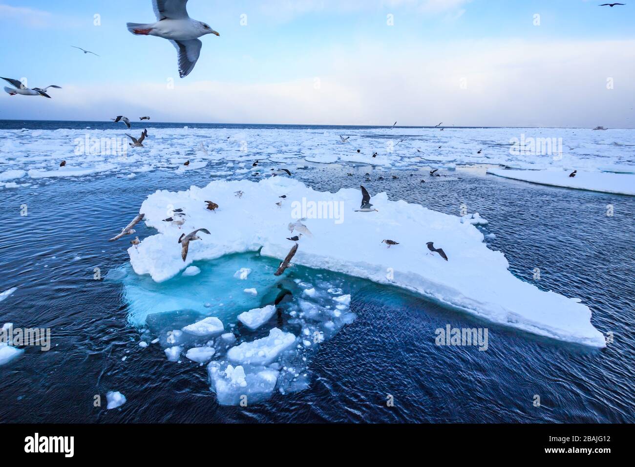 Seagulls flying through a giant floating ice in North Japan Stock Photo ...