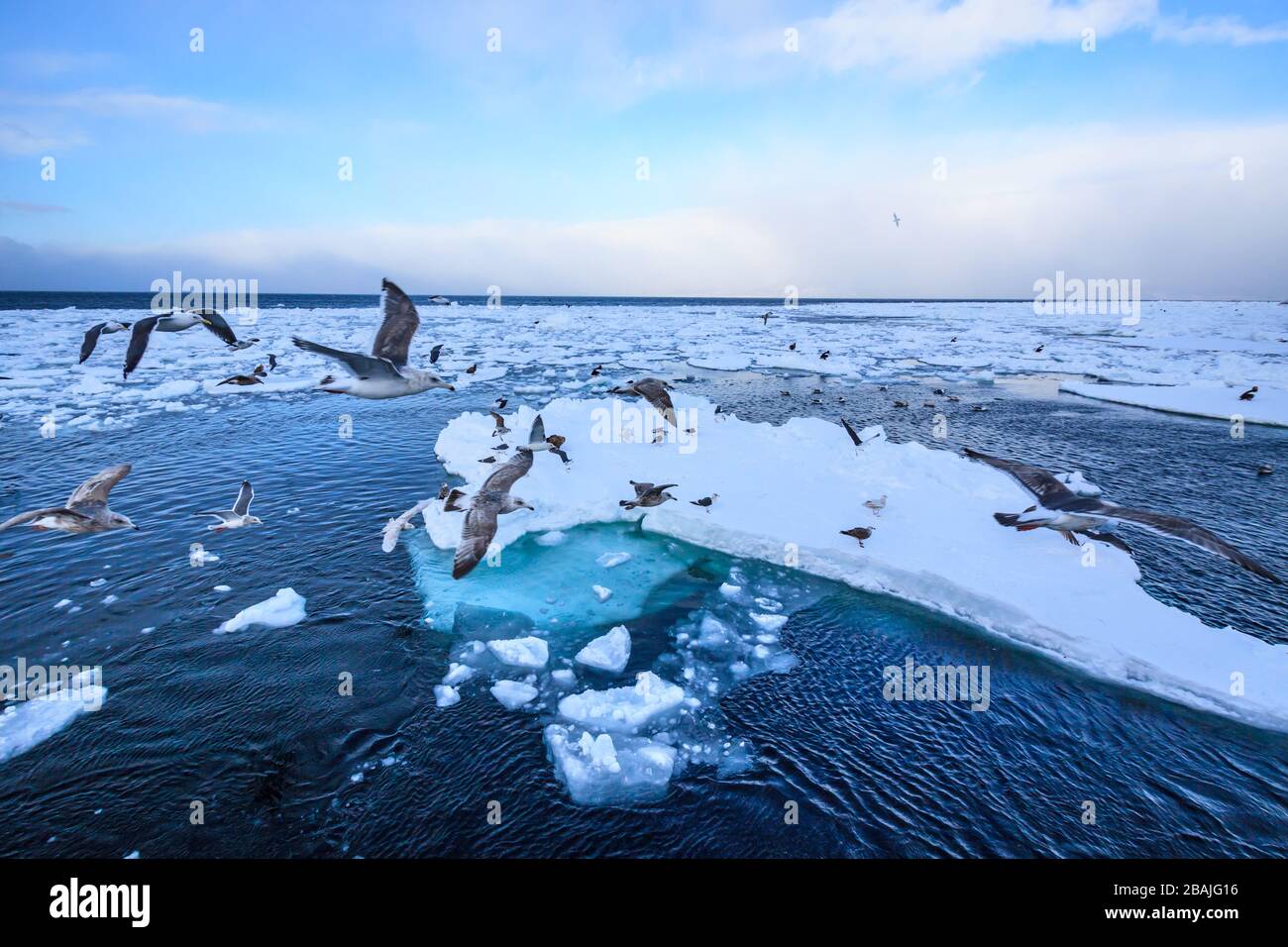 Seagulls flying through a giant floating ice in North Japan Stock Photo ...