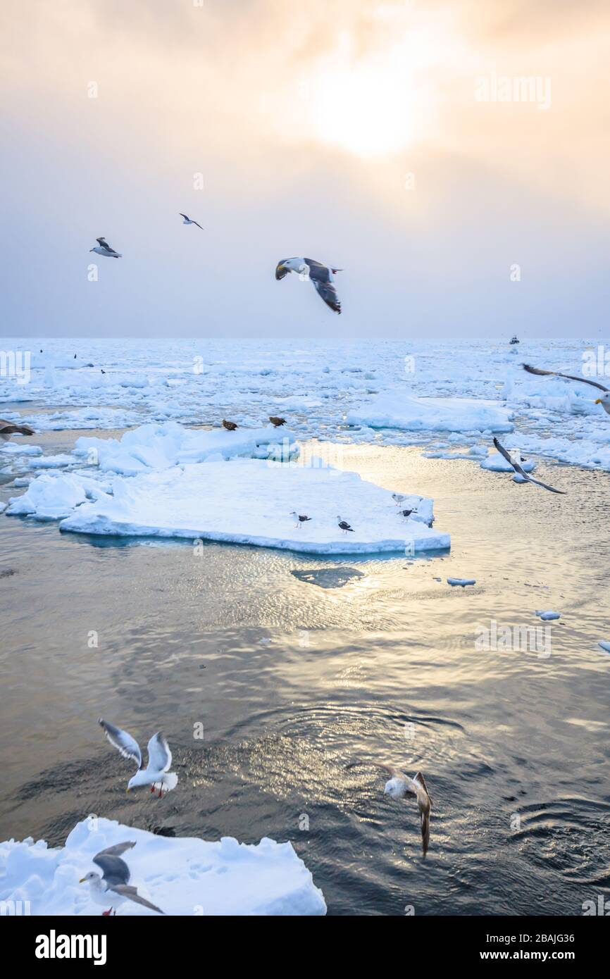 Seagulls flying through a giant floating ice in North Japan Stock Photo ...