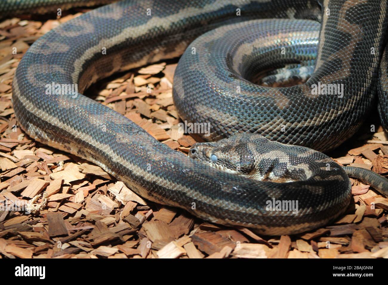 A close up of a snake Stock Photo - Alamy