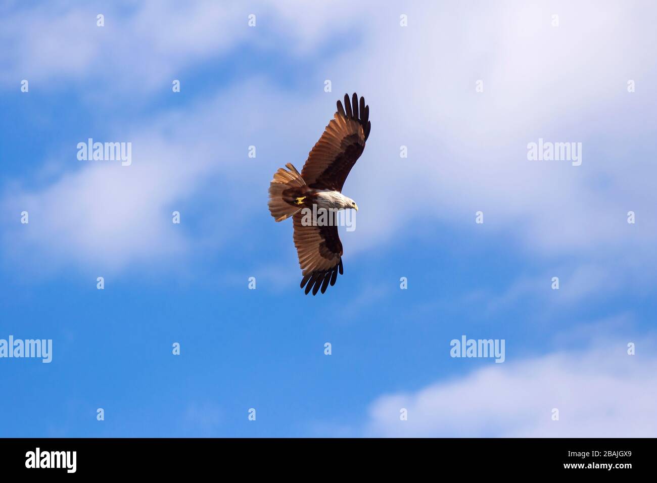 Red hawk while fly in the sky Stock Photo - Alamy