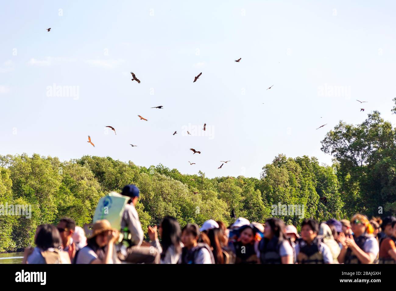 Hawk thailand hi-res stock photography and images - Alamy