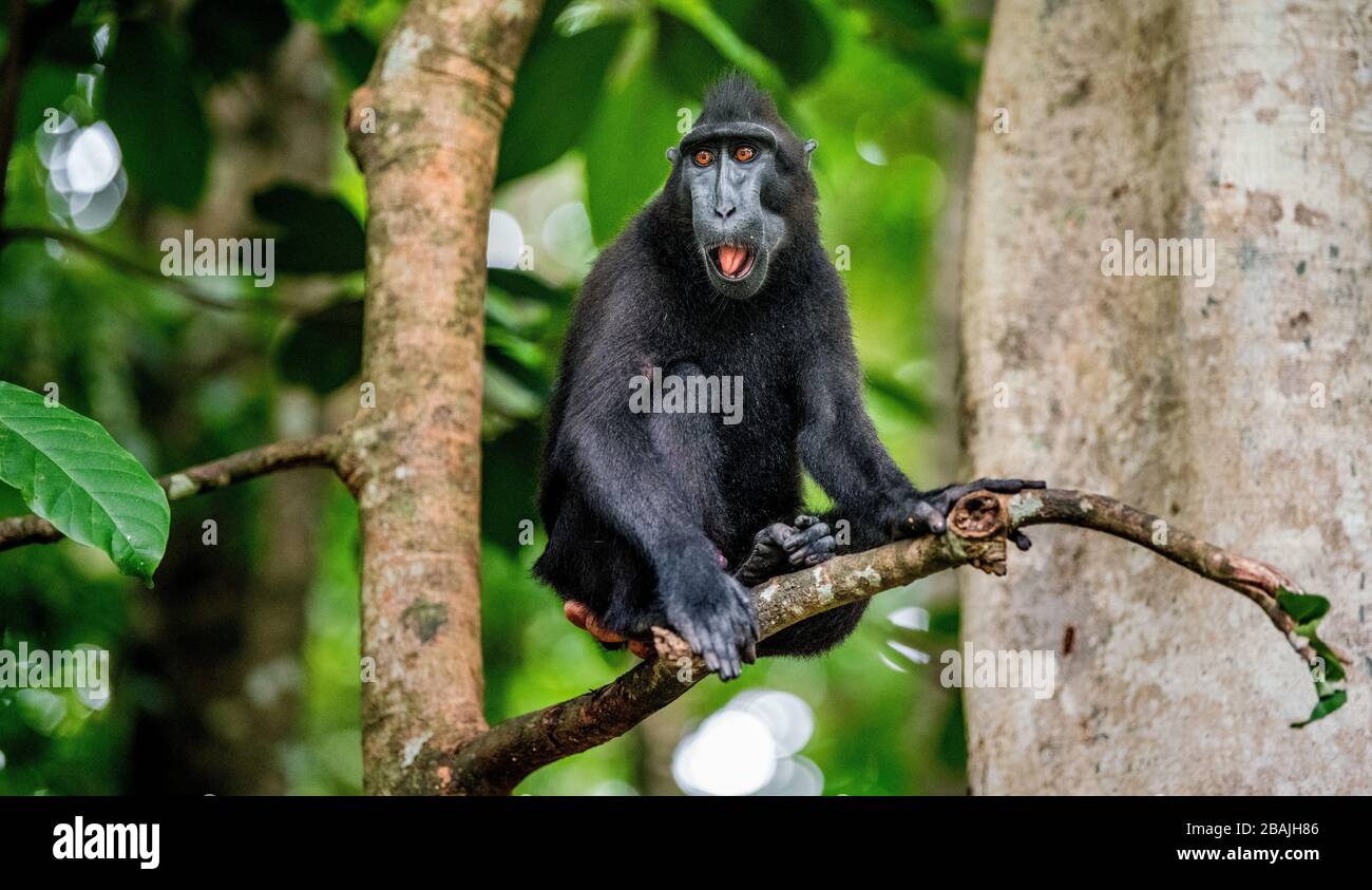 The Celebes crested macaque on the tree. Crested black macaque ...