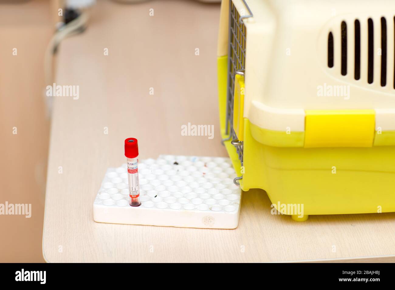 Testing and blood analysis tube of cat in carrier for animals in ...