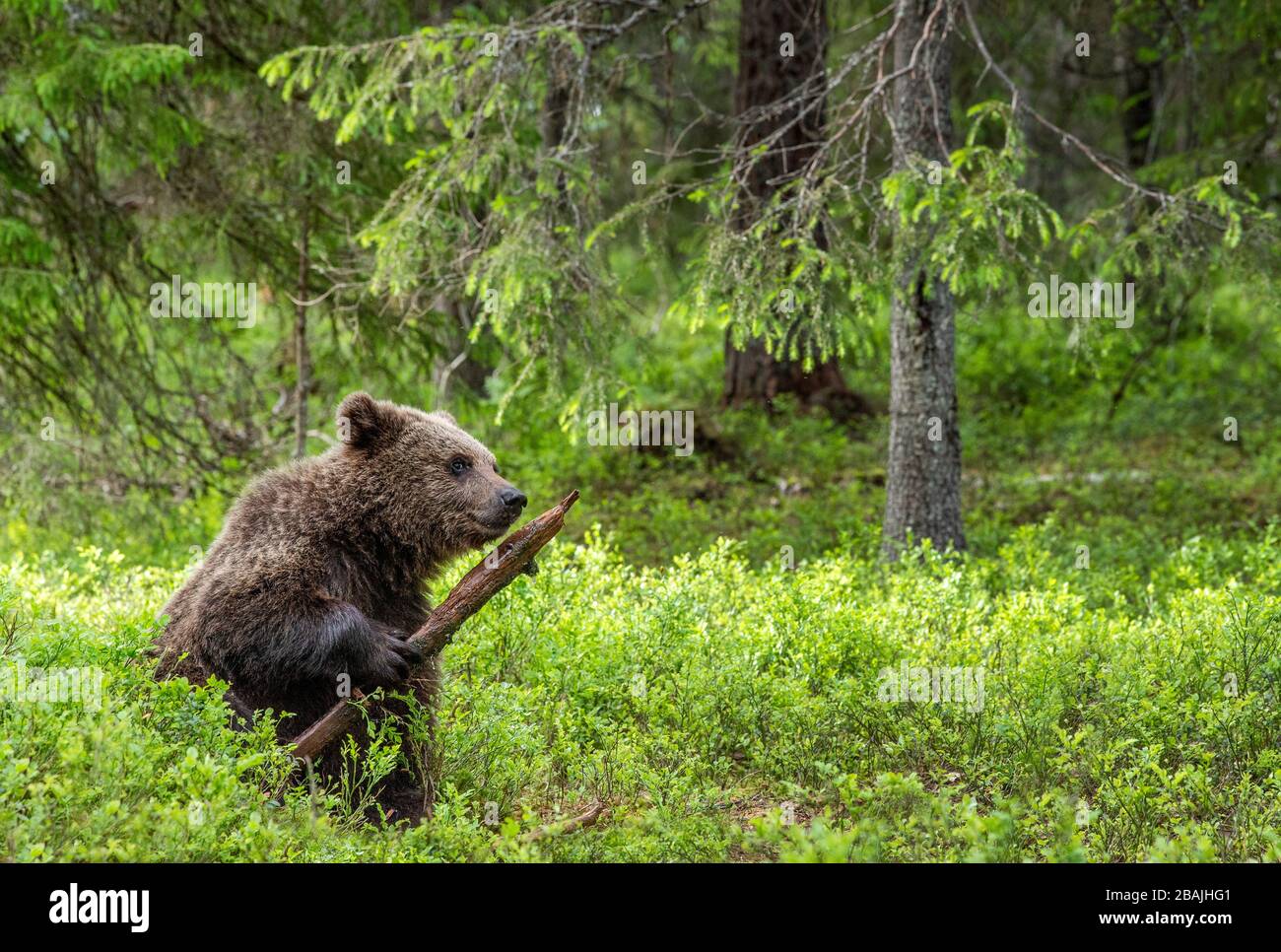 Little bear sniffing a stick. Brown bear cub in the summer forest ...