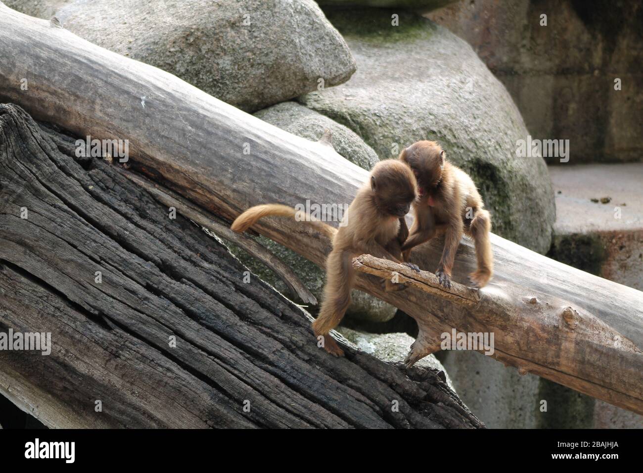 Cartoon monkey face hi-res stock photography and images - Alamy