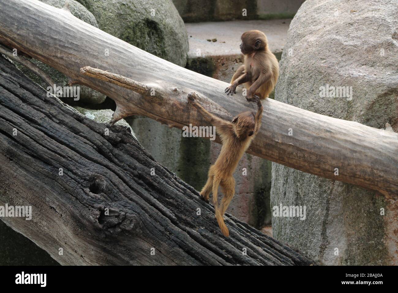 Little monkeys in the zoo playing together Stock Photo - Alamy