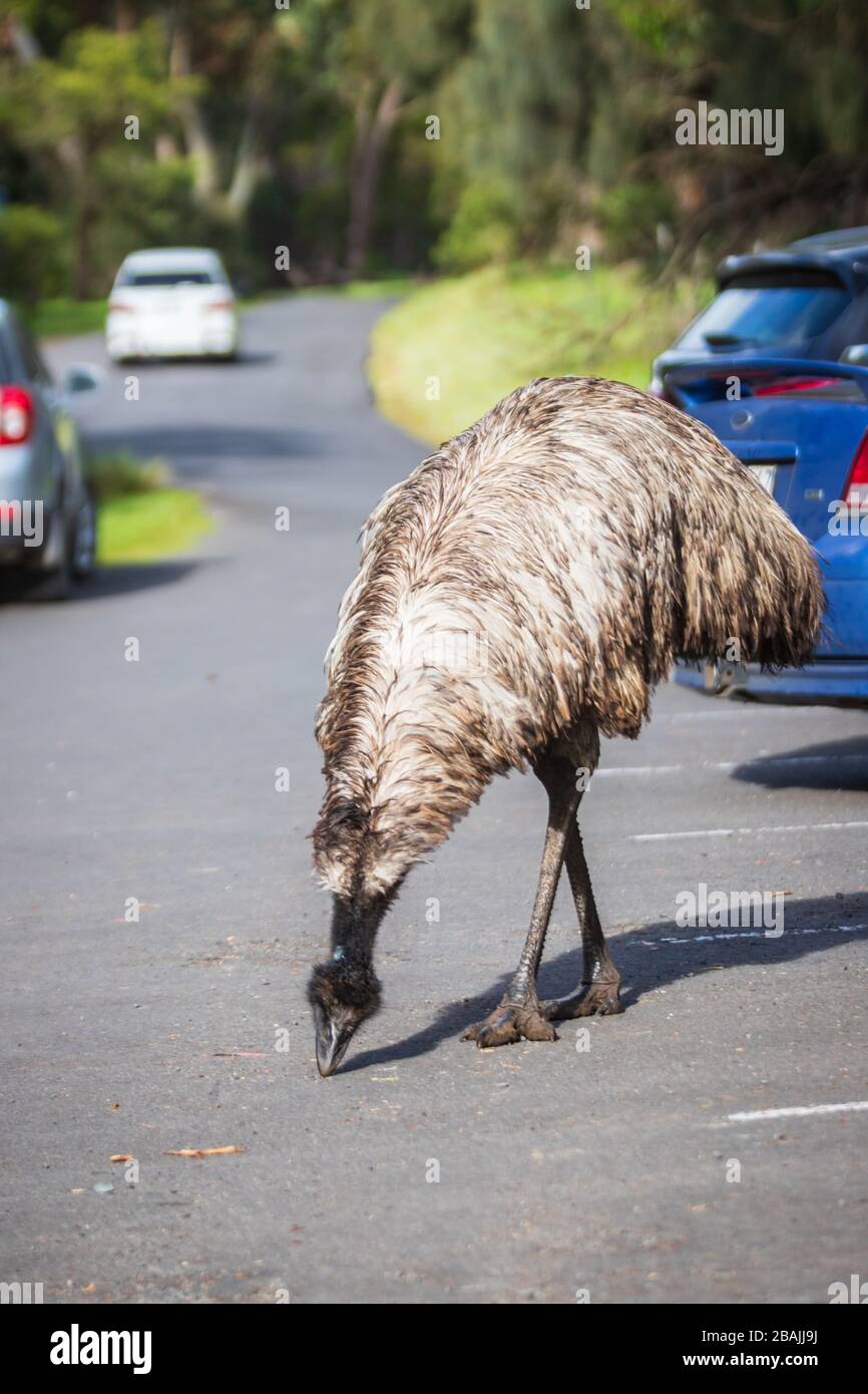 Close up portrait of an Emu in Tower Hill Reserve, Australia Stock ...