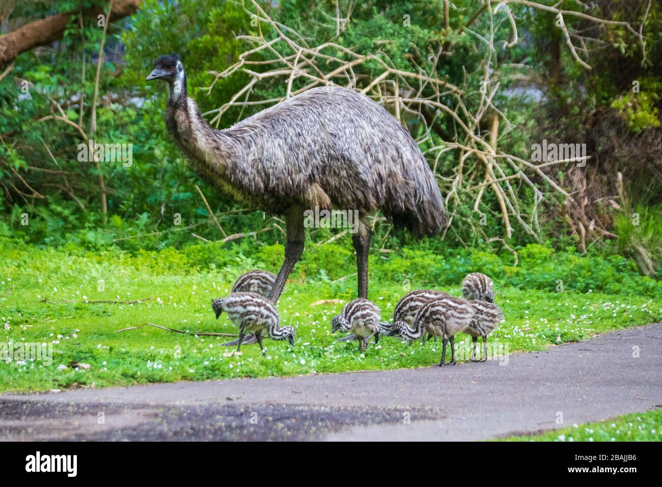 An Emu family in Tower Hill Reserve, Australia Stock Photo - Alamy