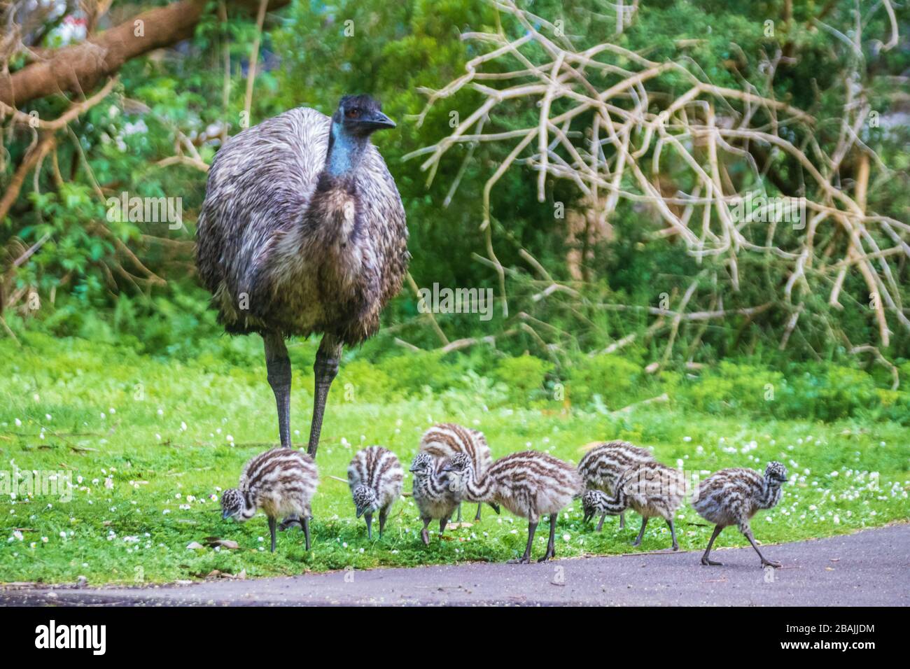 An Emu family in Tower Hill Reserve, Australia Stock Photo - Alamy