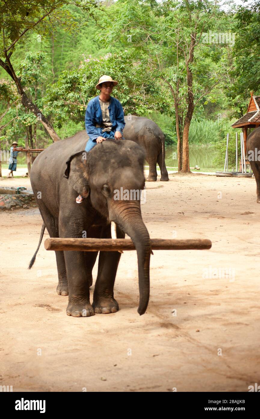 Elephant thailand logging hi-res stock photography and images - Alamy
