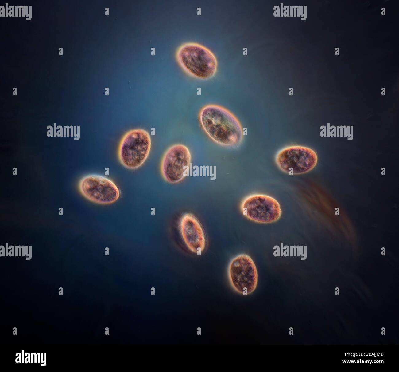 Ciliate Protozoa High Resolution Stock Photography and Images - Alamy