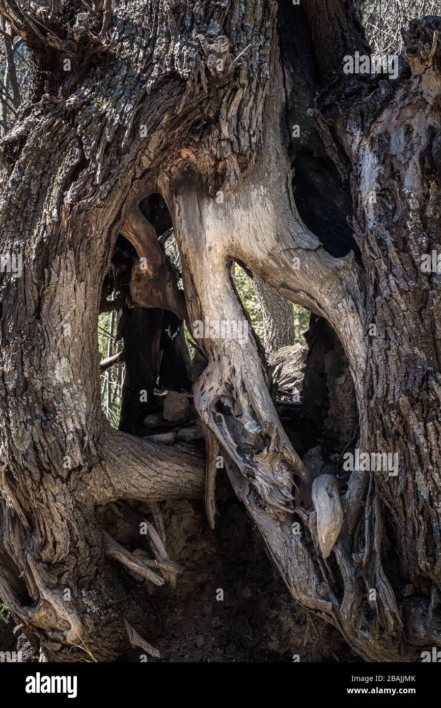 Burnt burned oak tree branches hi-res stock photography and images - Alamy