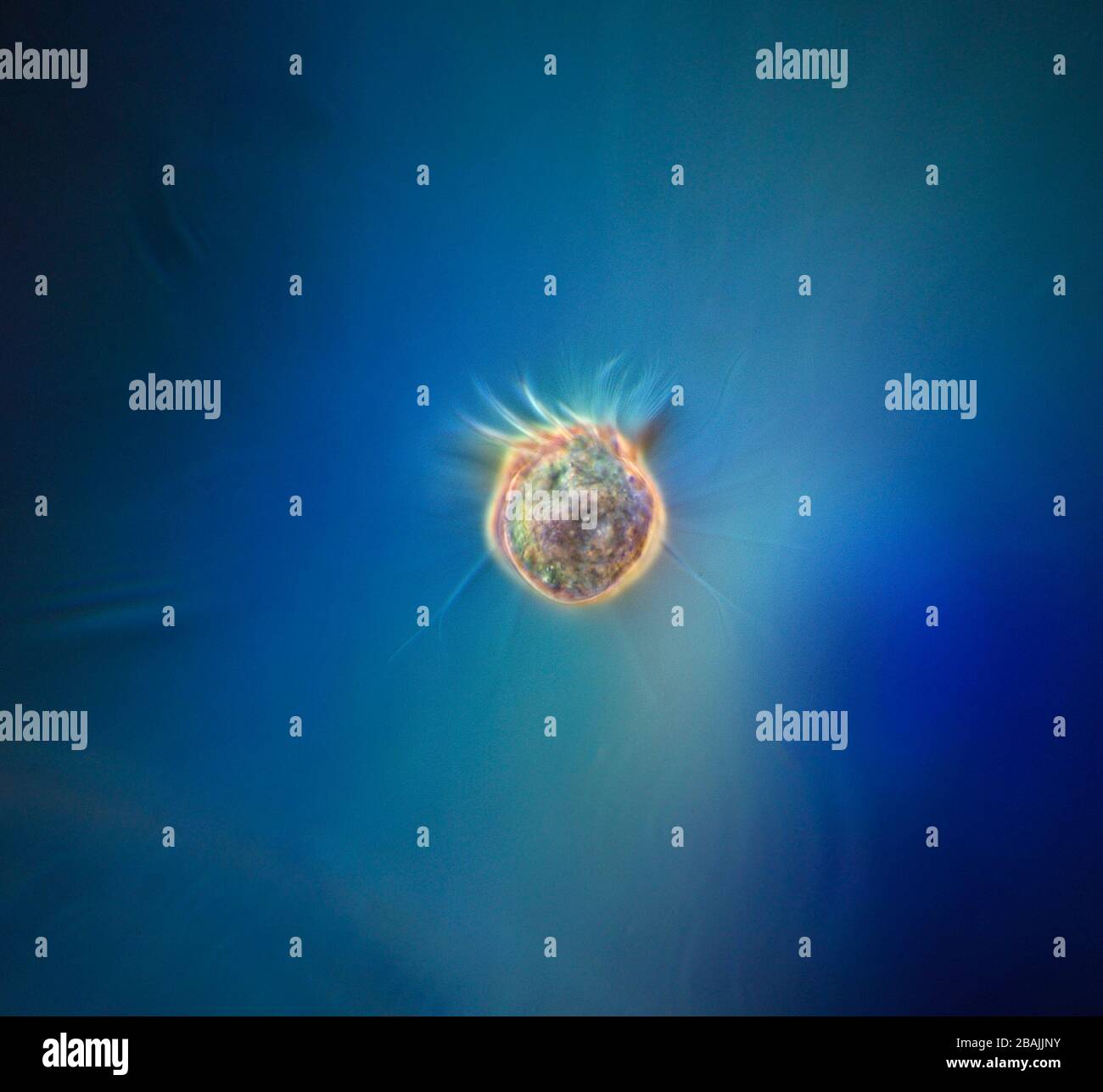 freshwater ciliate, Halteria sp Stock Photo - Alamy