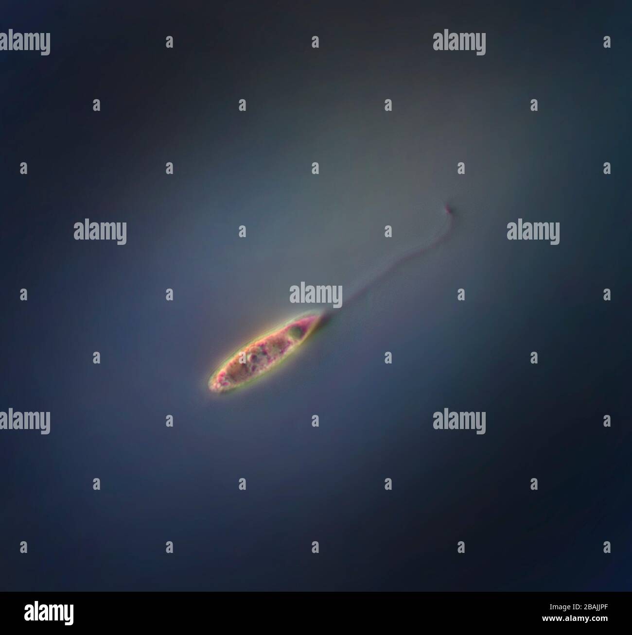 Flagella microscopy hi-res stock photography and images - Alamy