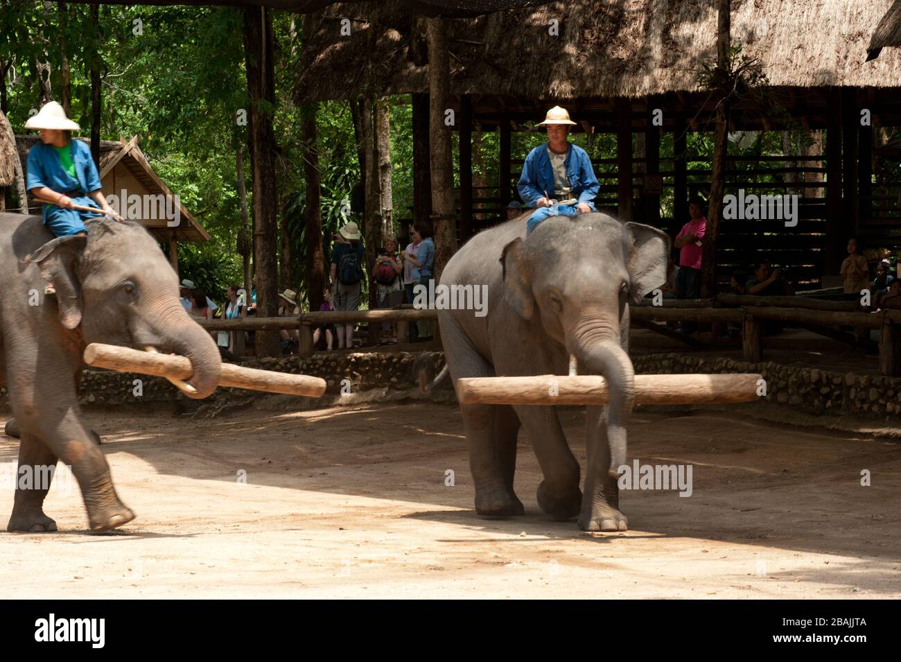 Elephant thailand logging hi-res stock photography and images - Alamy
