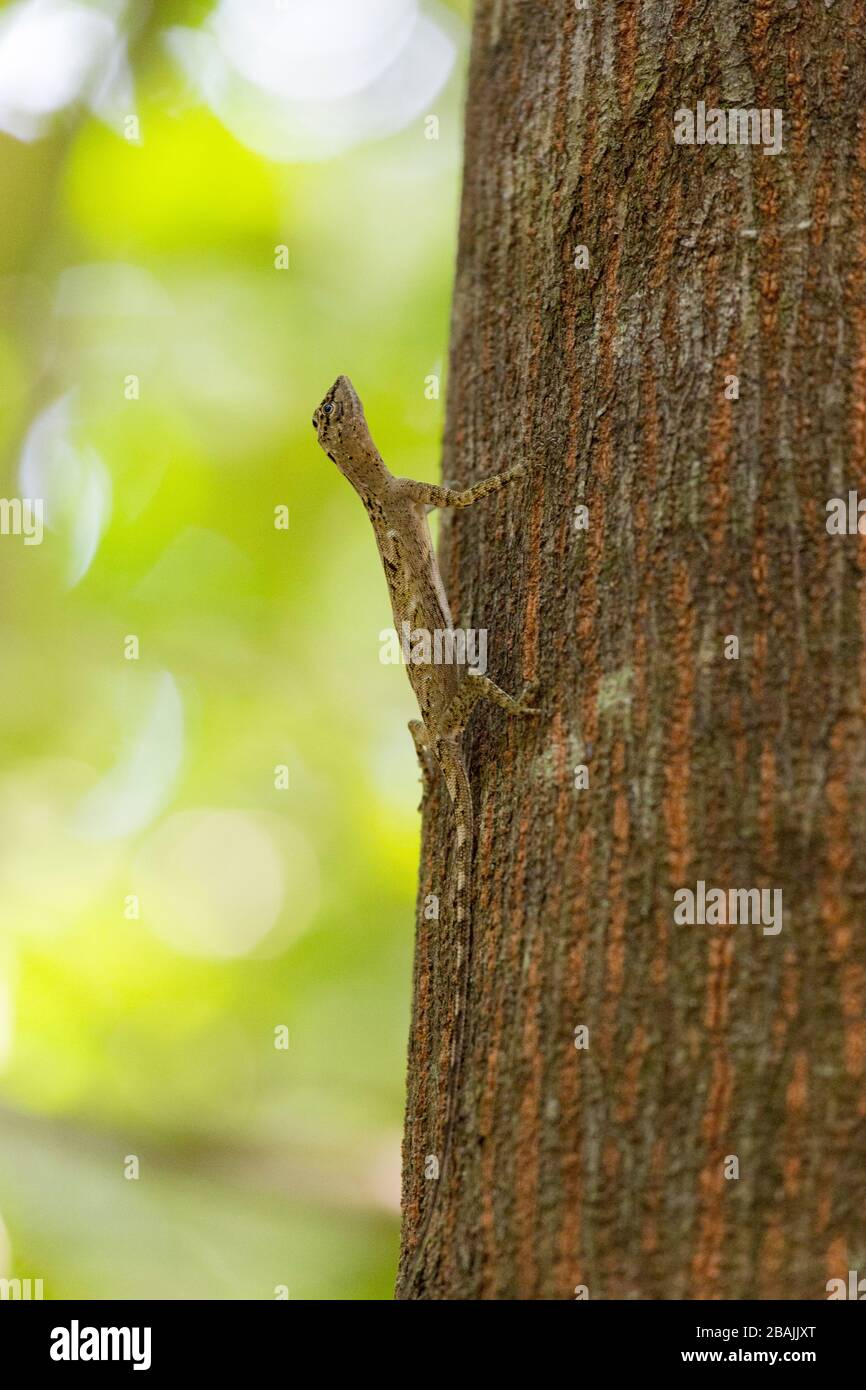 A flying lizard in Tangkoko national park, Indonesia Stock Photo - Alamy