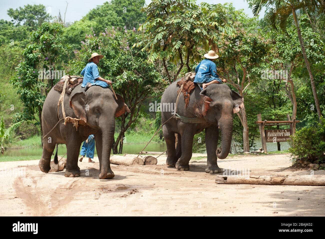Elephant thailand logging hi-res stock photography and images - Alamy