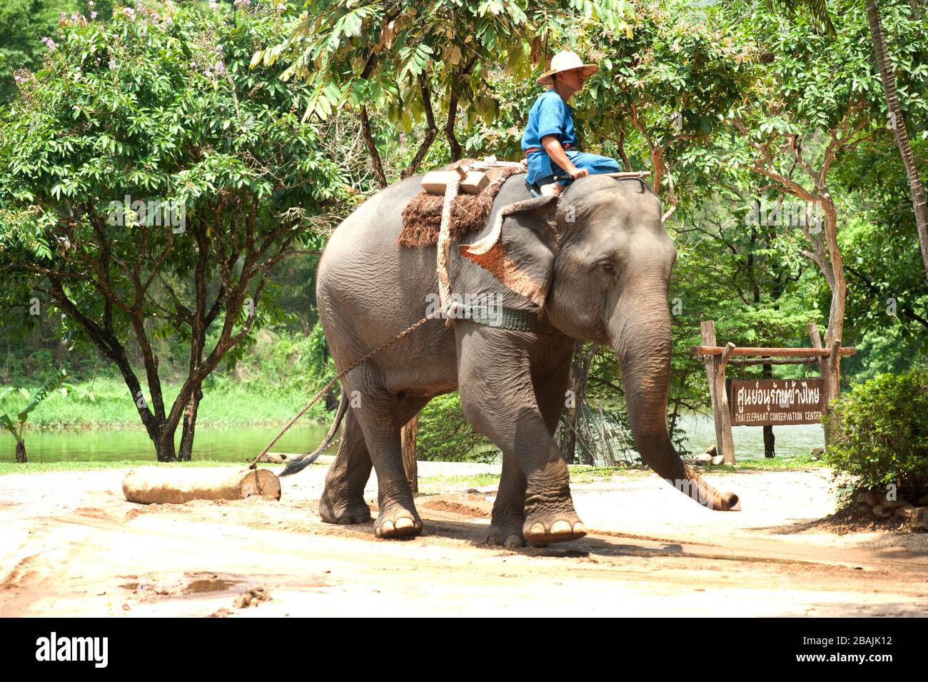 Thai elephant show Logging work at Lamphang Province in Northern of ...